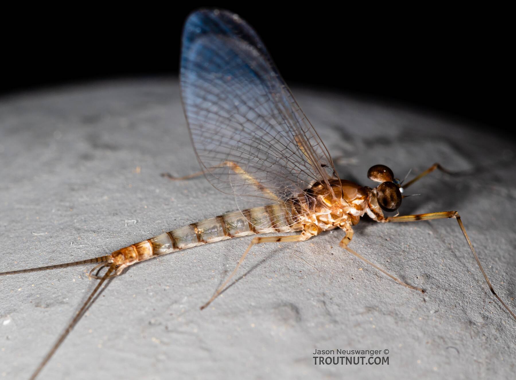 Male Epeorus albertae (Pink Lady) Mayfly Spinner Pictures