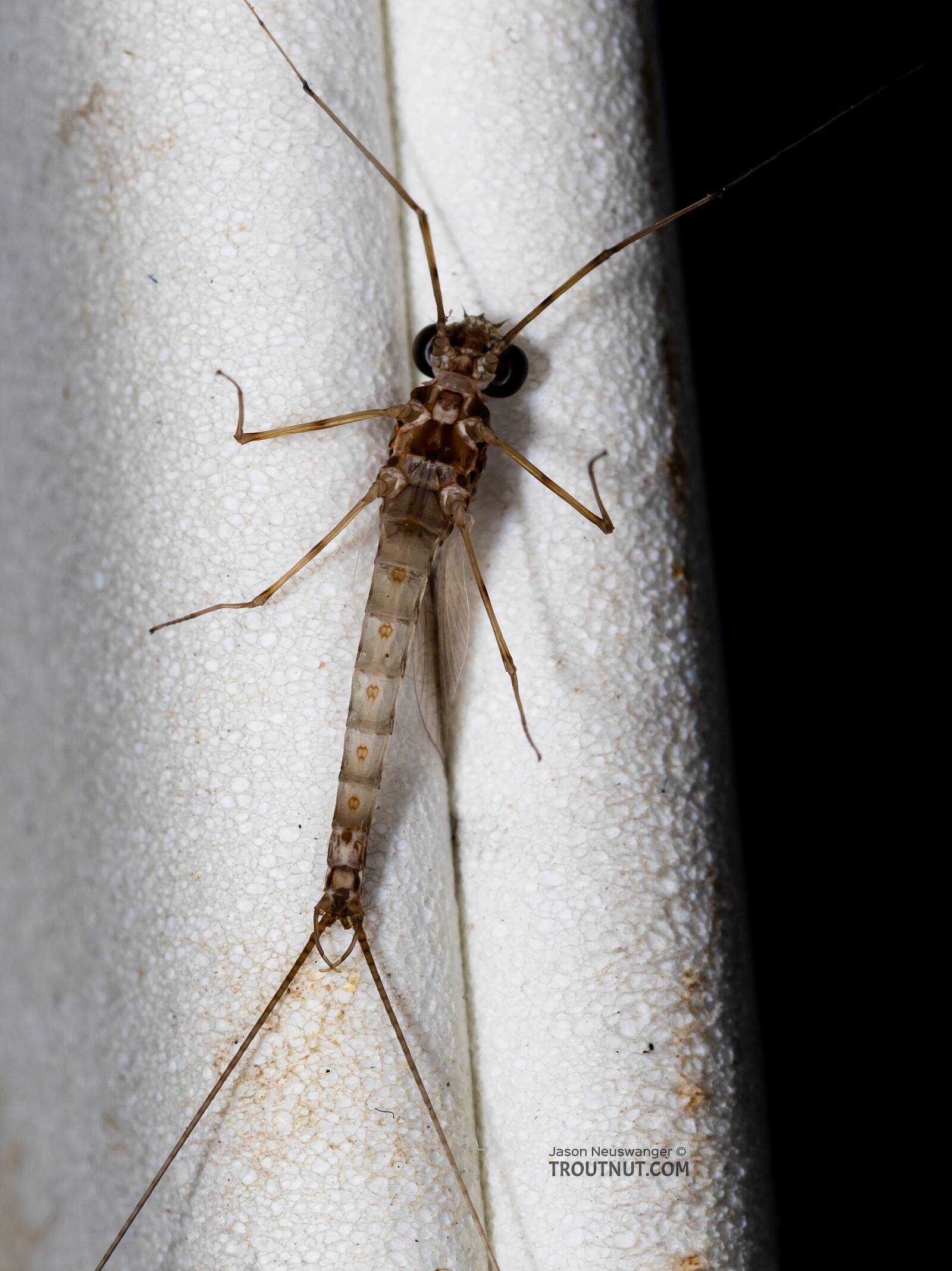 Male Epeorus albertae (Pink Lady) Mayfly Spinner Pictures