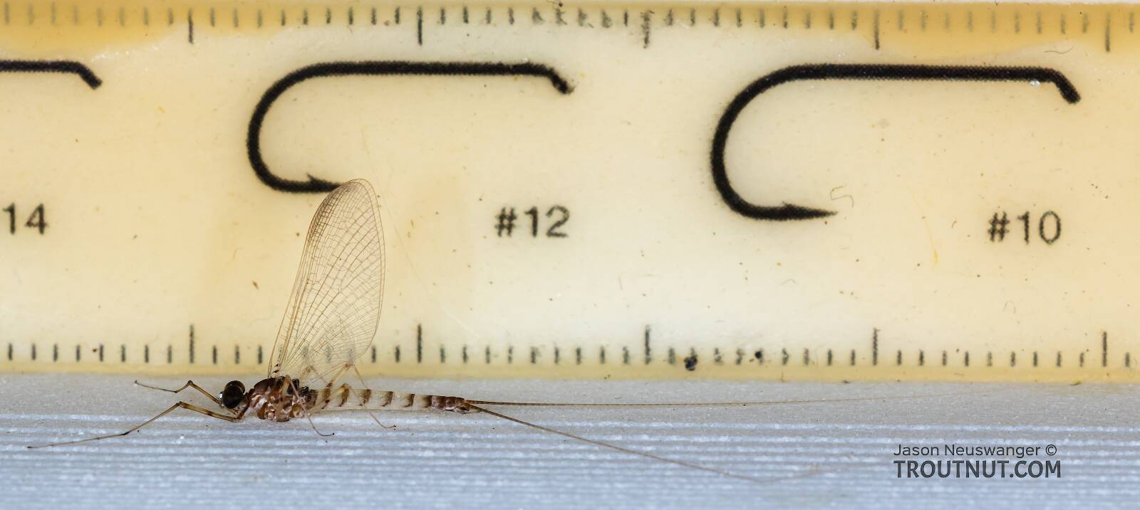 Male Epeorus albertae (Pink Lady) Mayfly Spinner Pictures