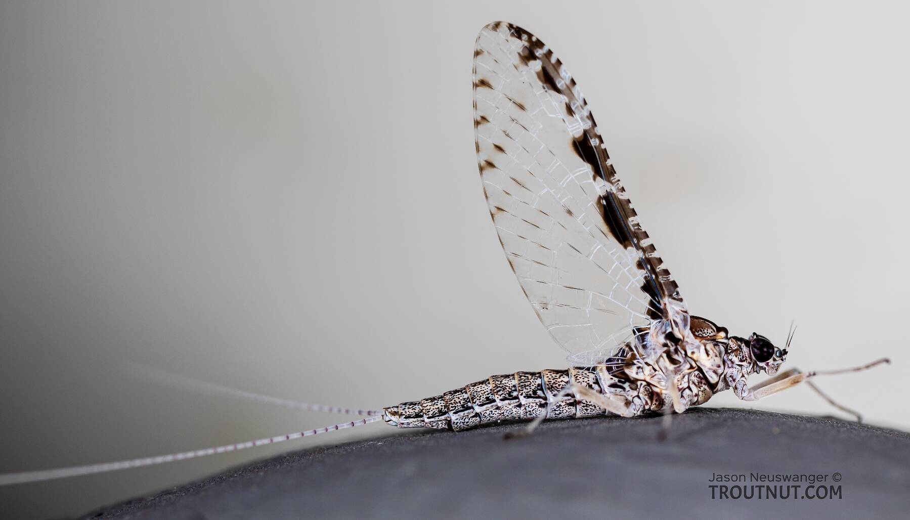 Mayfly Genus Baetis (Blue-Winged Olives)