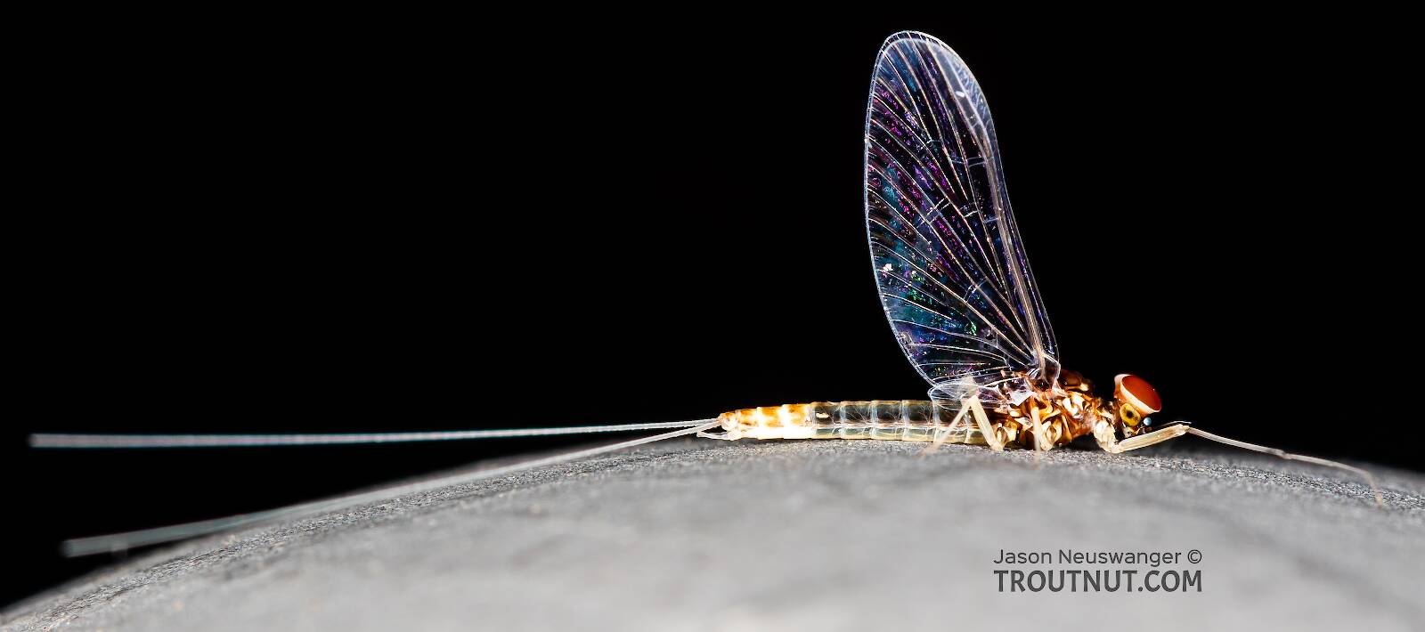 Mayfly Species Baetis tricaudatus (Blue-Winged Olives)