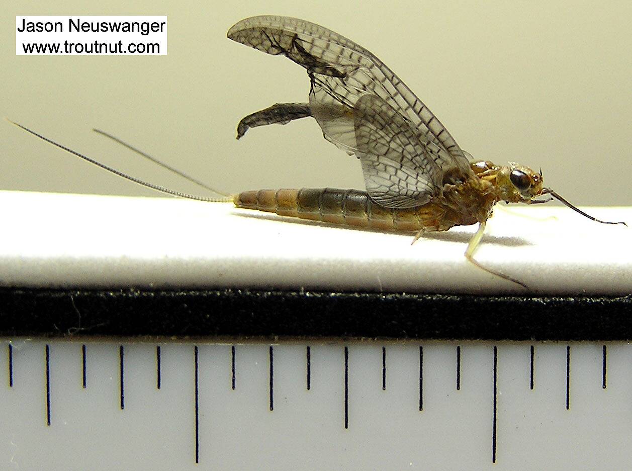 Mayfly Genus Isonychia (Slate Drakes)