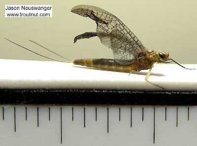 Mayfly Genus Isonychia (Slate Drakes)