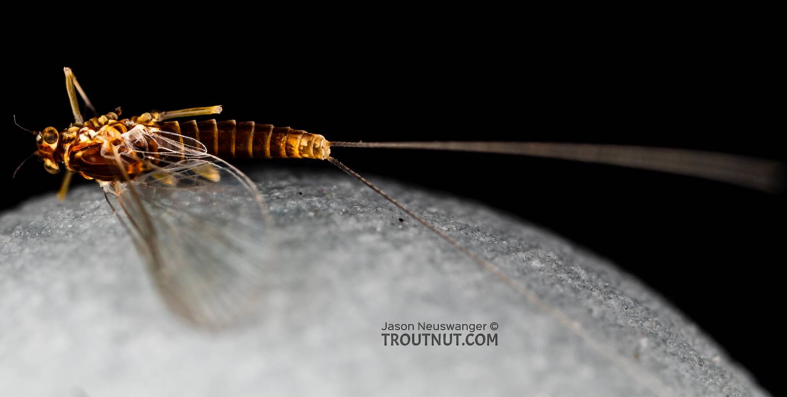 Female Baetis tricaudatus (Blue-Winged Olive) Mayfly Spinner Pictures