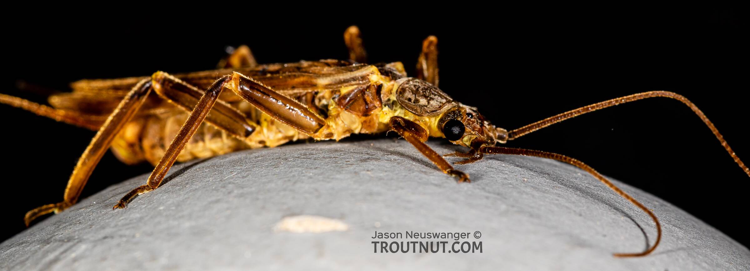 Stonefly Family Perlidae (Golden Stones)