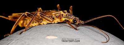 Troutnut's Best Pictures of Trout Streams Insects, Page 2