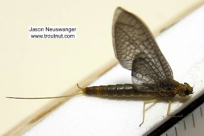 Mayfly Family Isonychiidae (Slate Drakes)