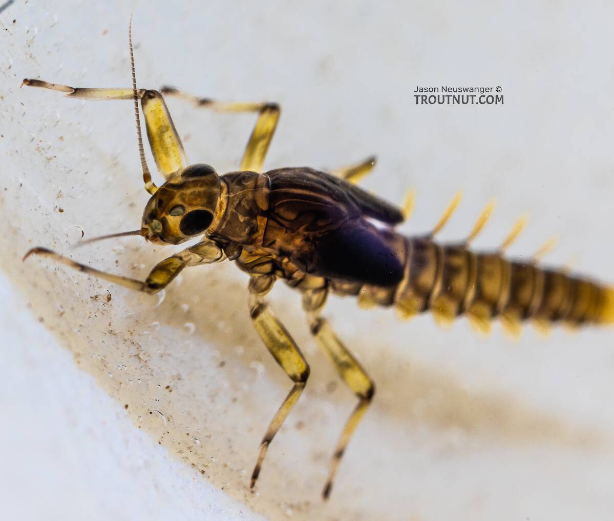 Baetis tricaudatus (Blue-Winged Olive) Mayfly Nymph Pictures