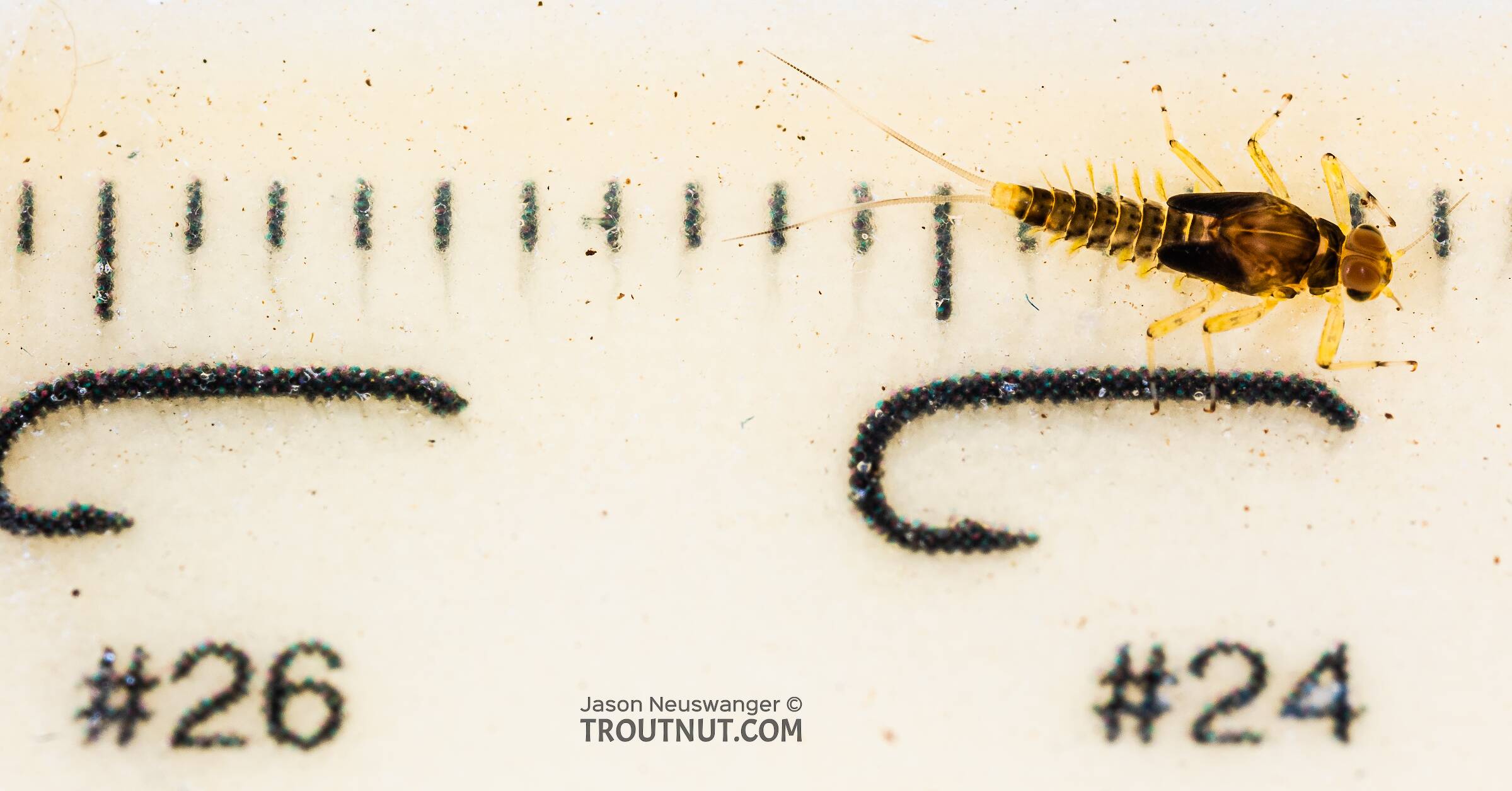 Male Acentrella insignificans (Tiny Blue-Winged Olive) Mayfly Nymph ...