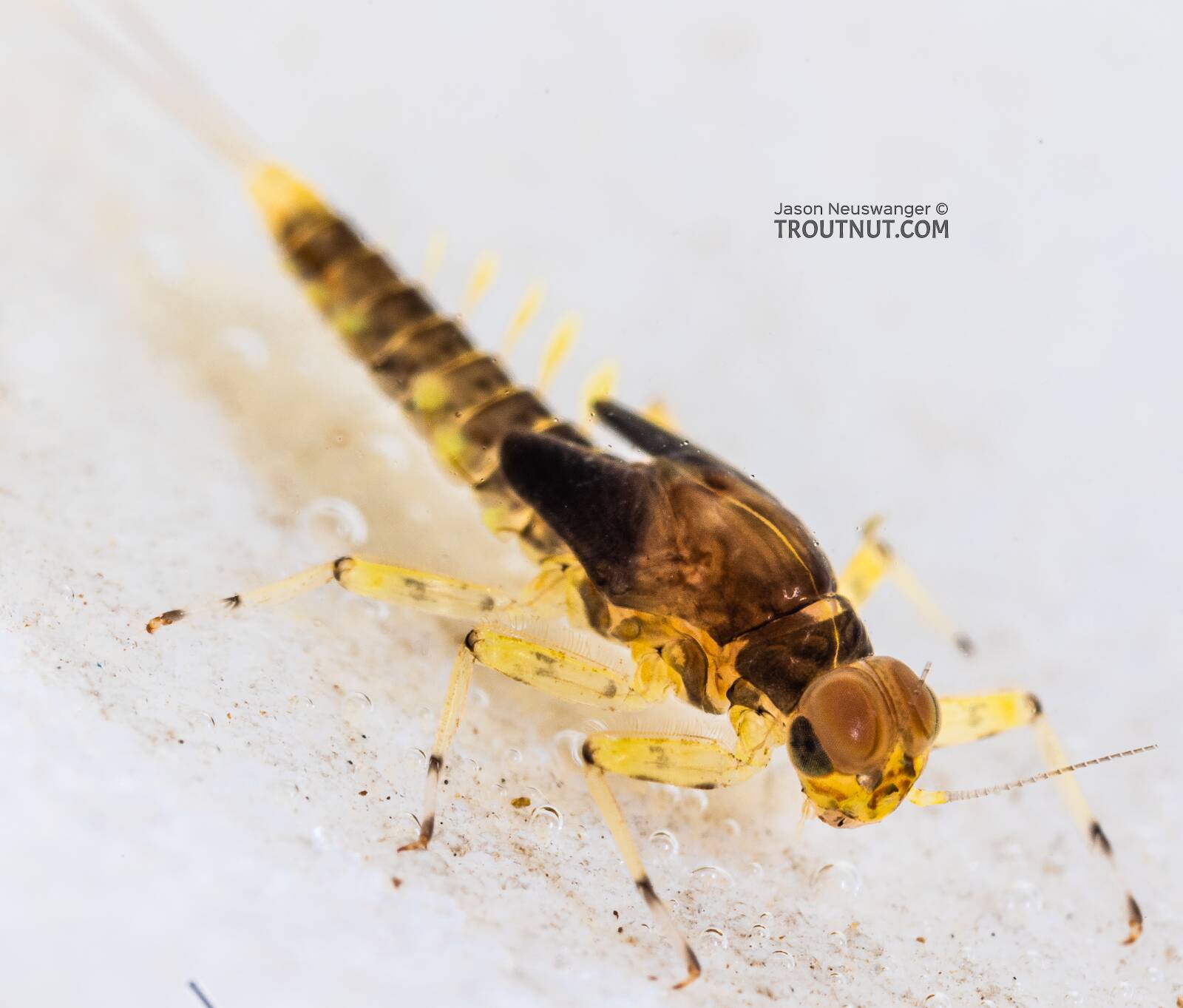 Male Acentrella insignificans (Tiny Blue-Winged Olive) Mayfly Nymph ...