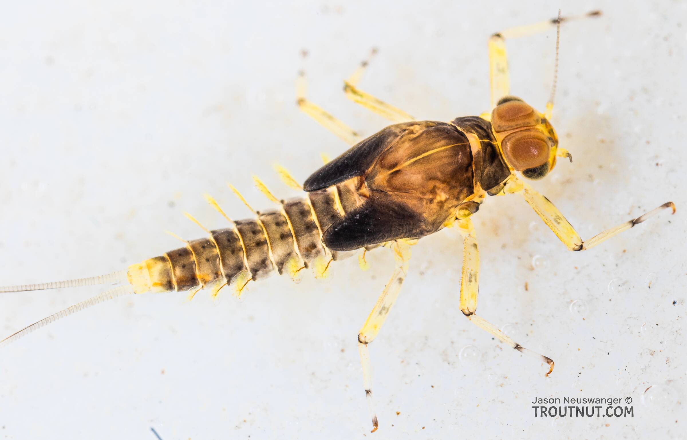 Male Acentrella insignificans (Tiny Blue-Winged Olive) Mayfly Nymph ...