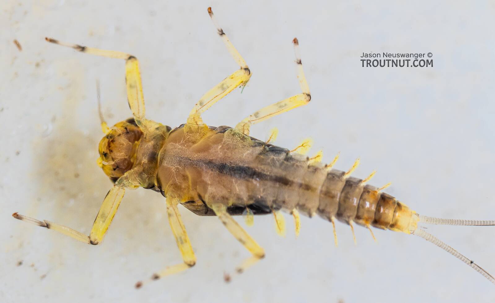 Male Acentrella insignificans (Tiny Blue-Winged Olive) Mayfly Nymph ...