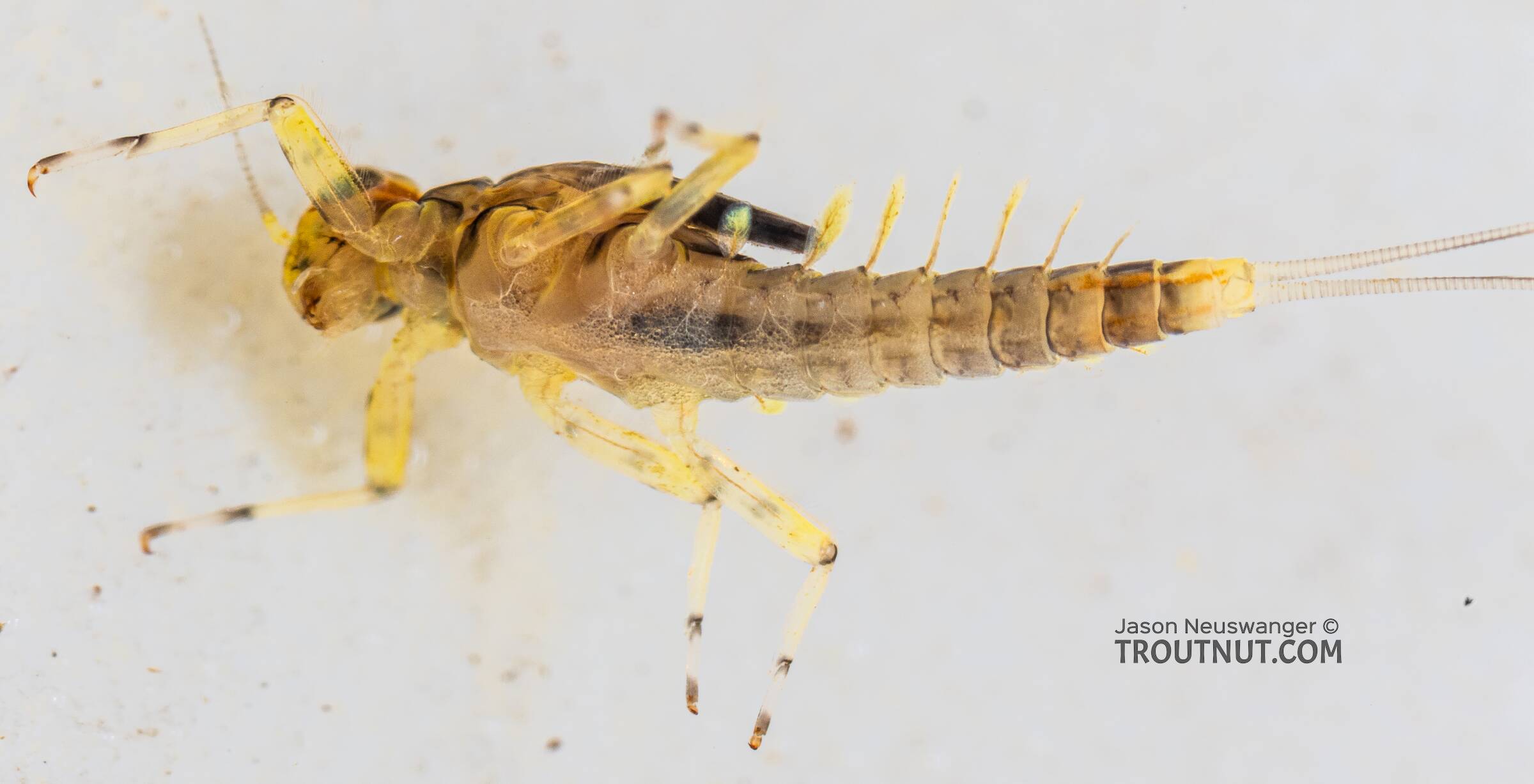 Male Acentrella insignificans (Tiny Blue-Winged Olive) Mayfly Nymph ...