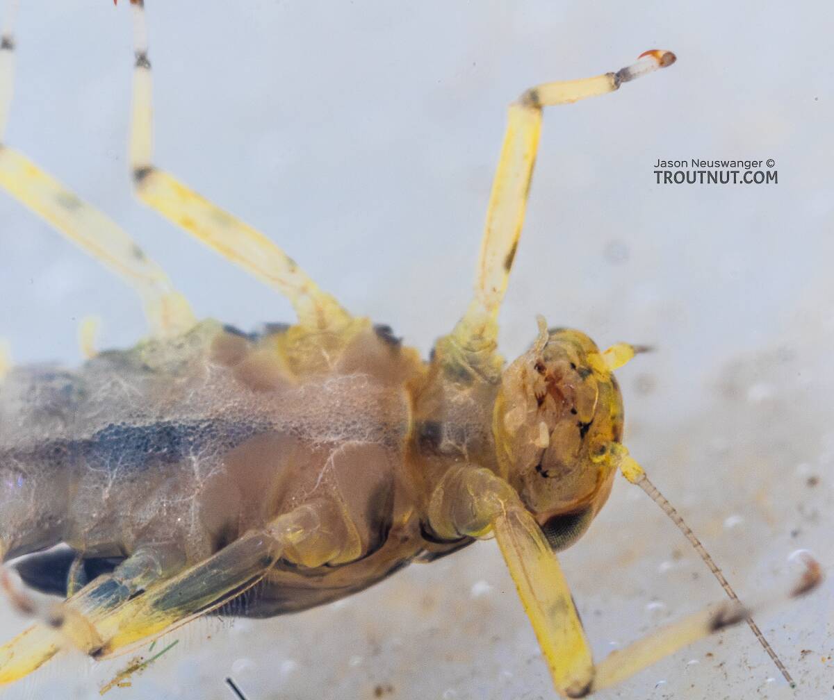 Male Acentrella insignificans (Tiny Blue-Winged Olive) Mayfly Nymph ...