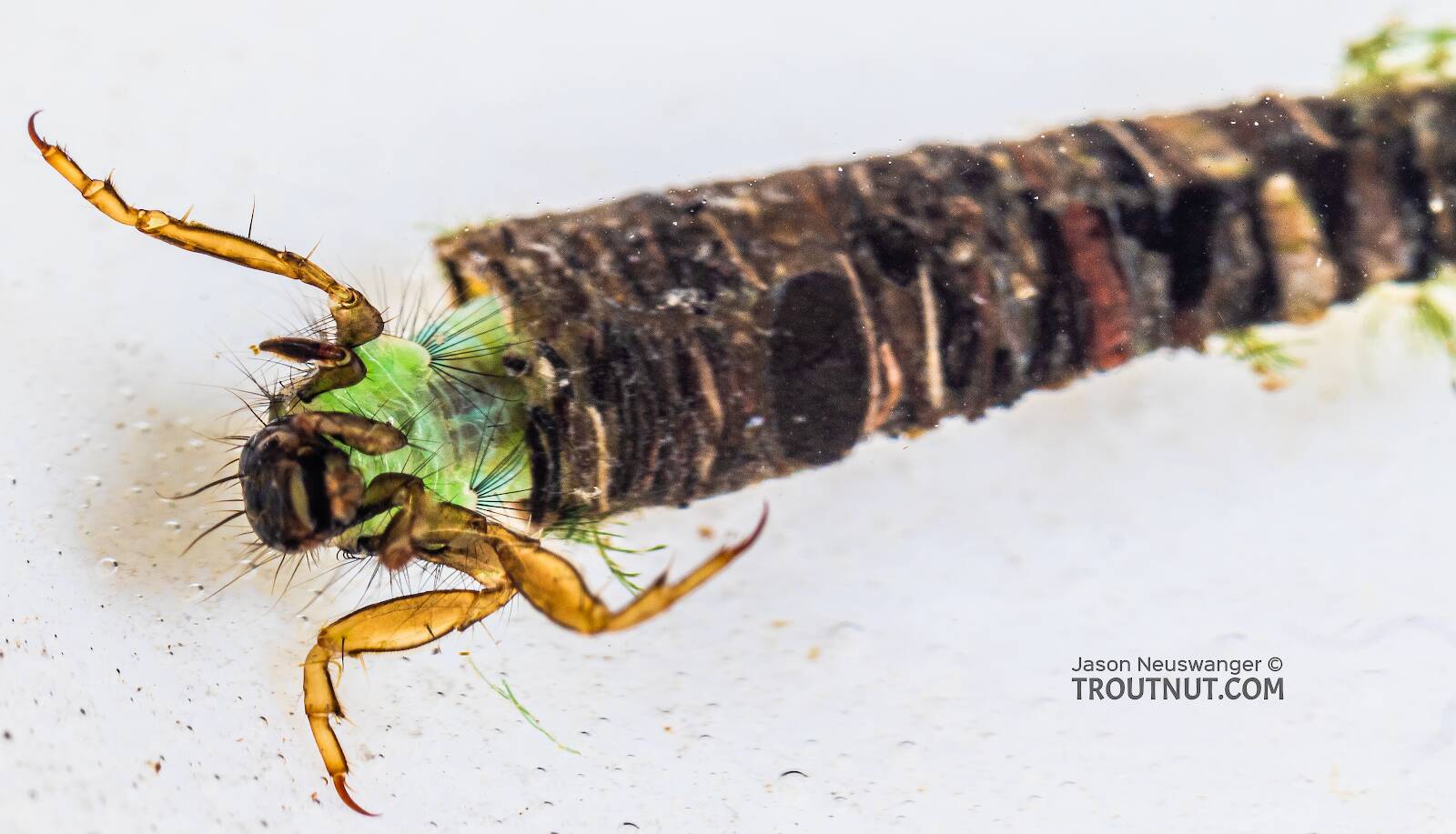 Brachycentrus americanus (American Grannom) Caddisfly Larva Pictures