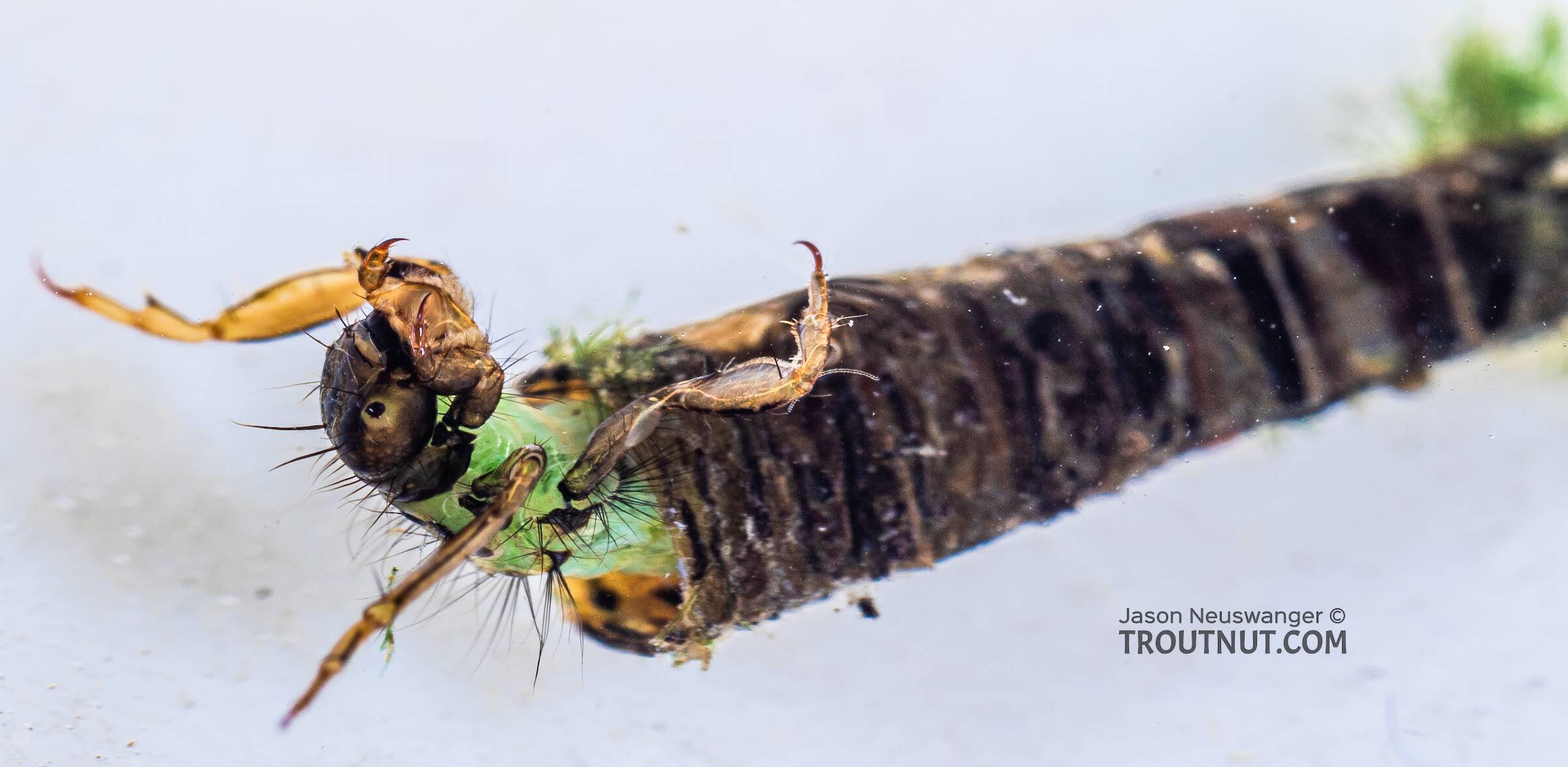 Brachycentrus americanus (American Grannom) Caddisfly Larva Pictures