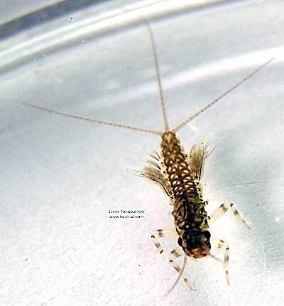 Leptophlebia cupida (Black Quill) Mayfly Nymph Pictures
