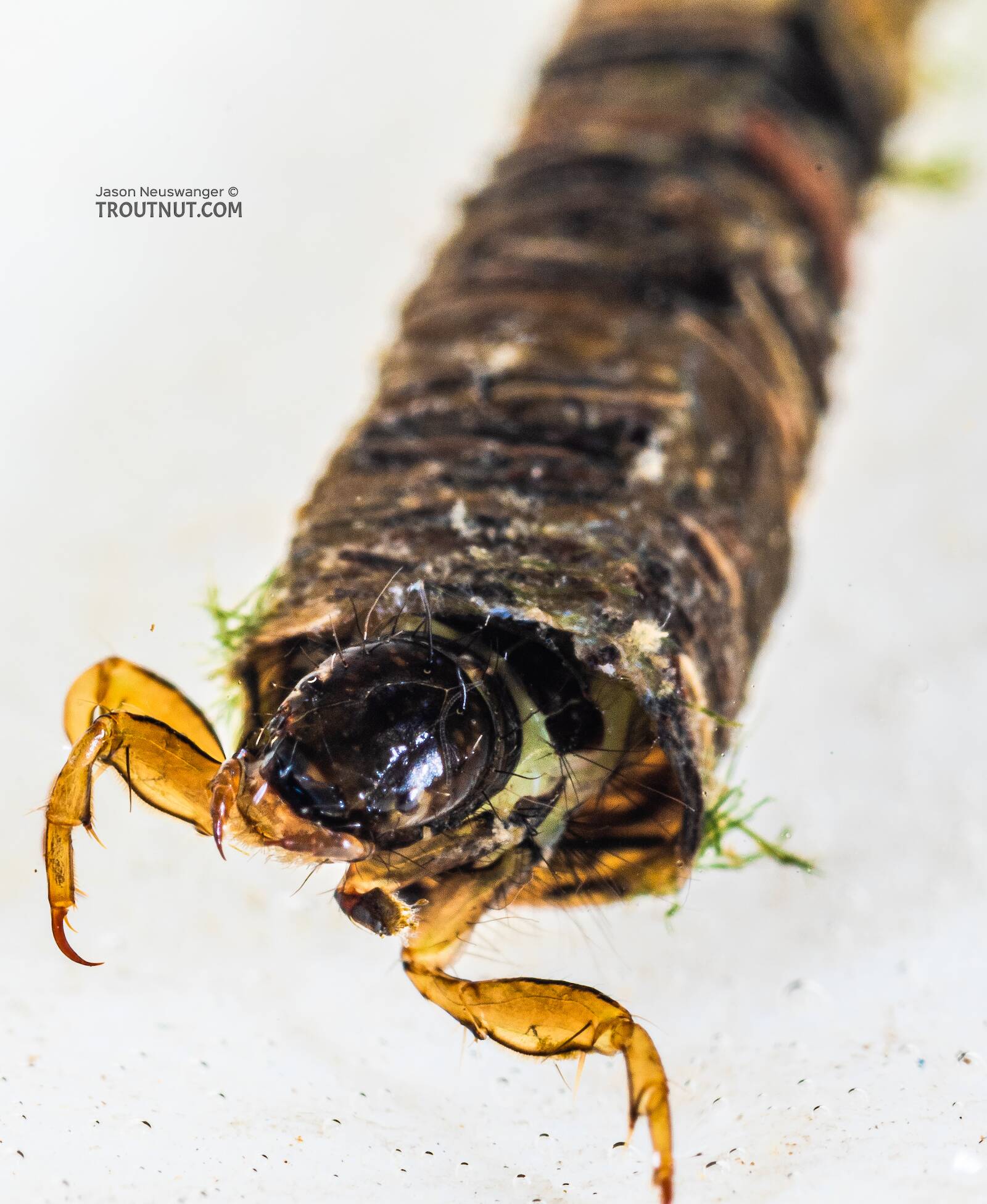 Brachycentrus americanus (American Grannom) Caddisfly Larva Pictures