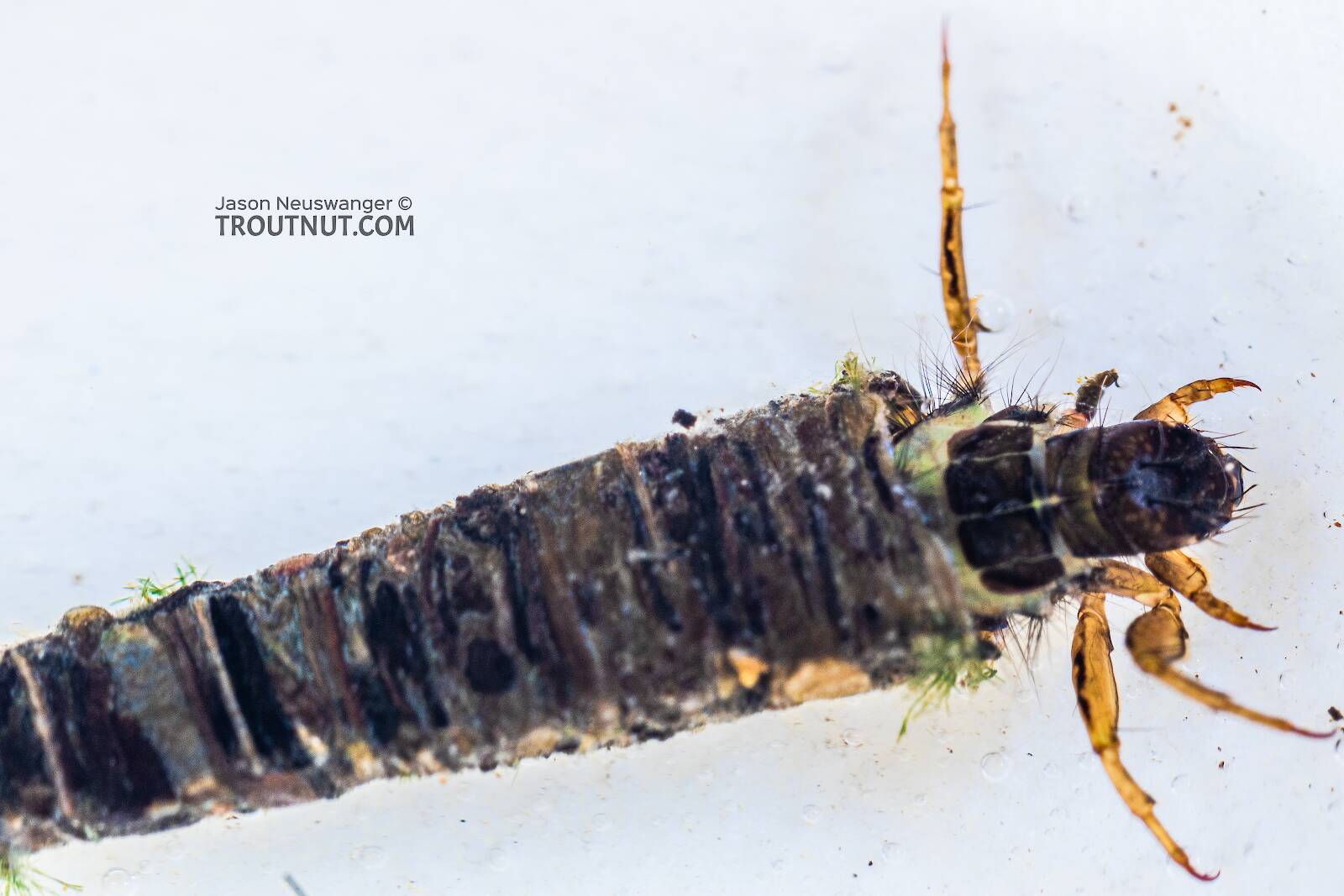 Brachycentrus americanus (American Grannom) Caddisfly Larva Pictures