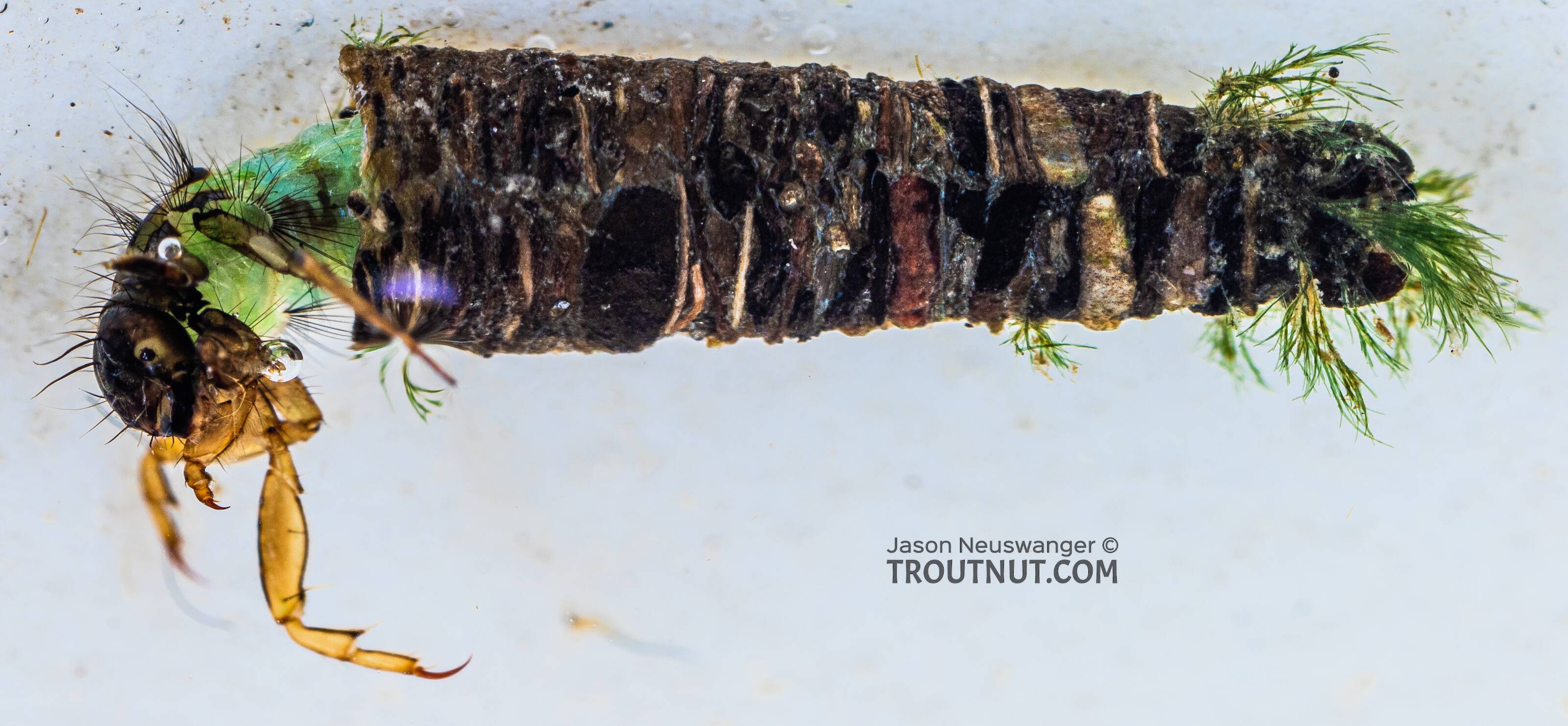 Caddisfly Genus Brachycentrus (Grannoms)