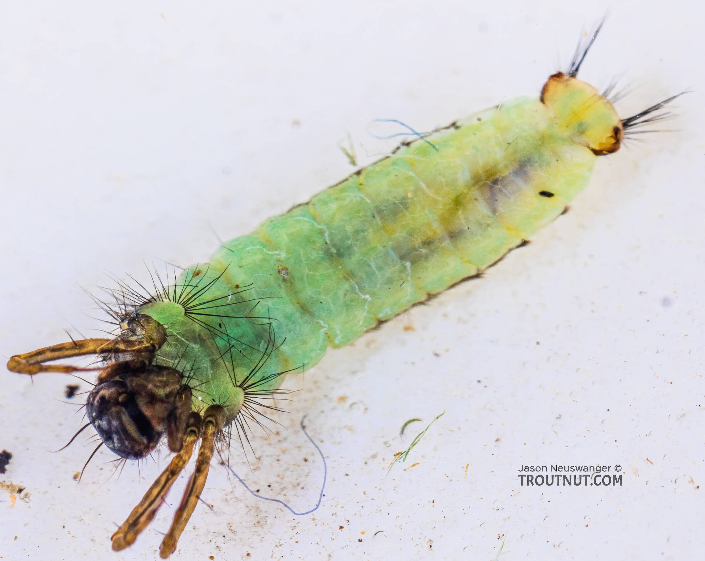Brachycentrus americanus (American Grannom) Caddisfly Larva Pictures