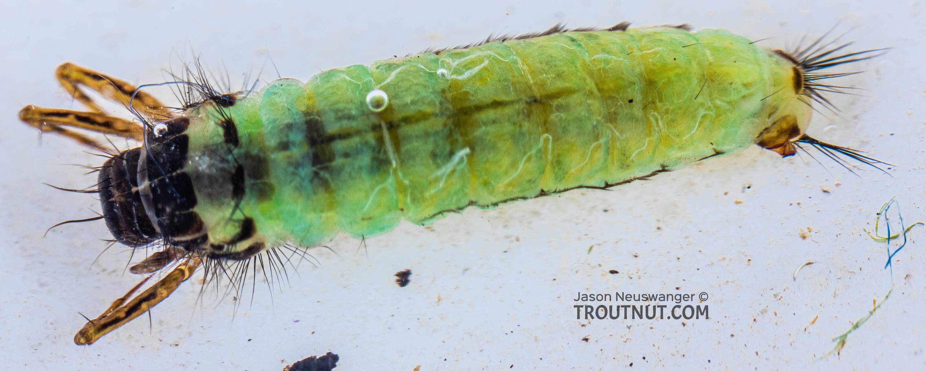 Brachycentrus americanus (American Grannom) Caddisfly Larva Pictures