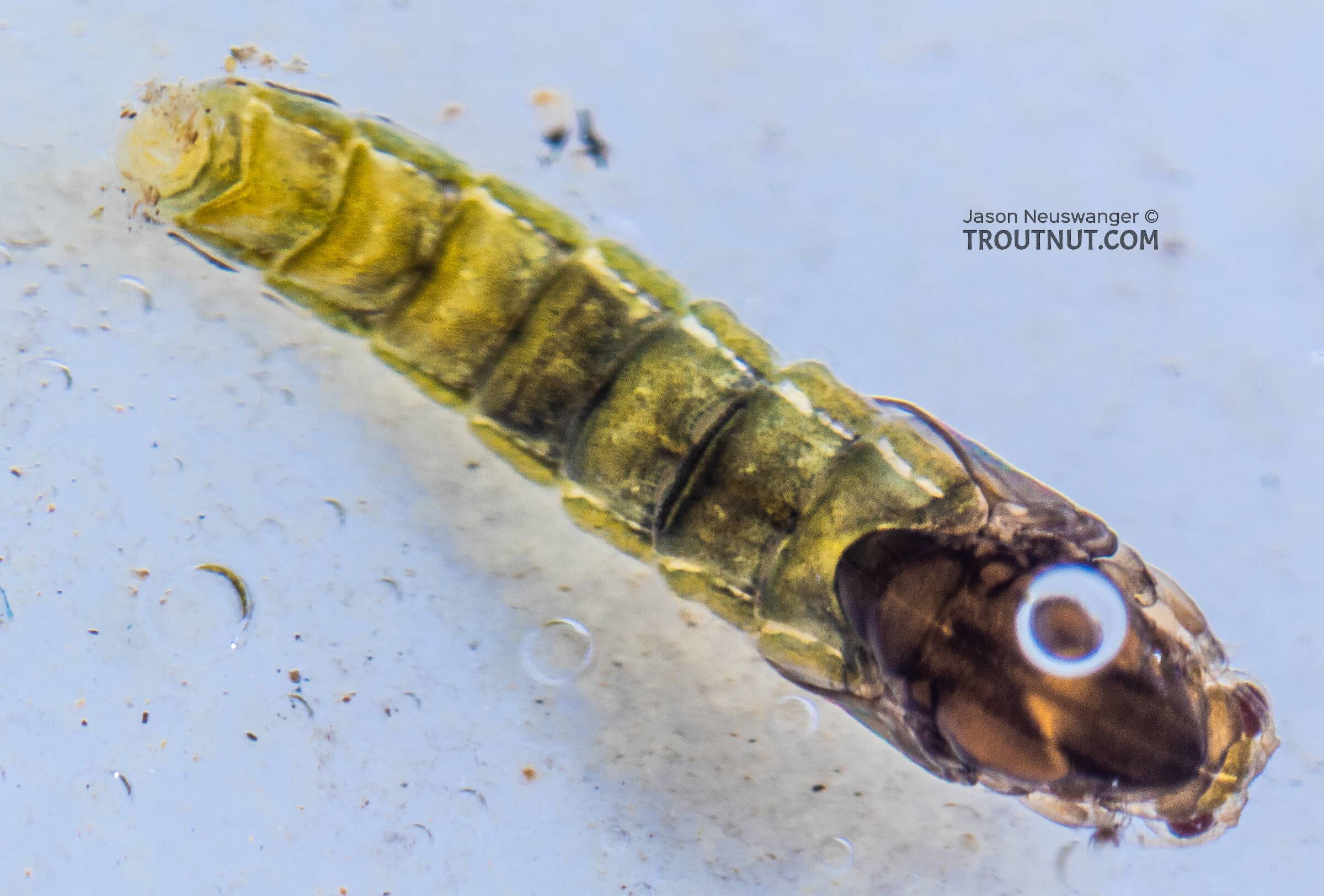 Chironomidae (Midge) True Fly Pupa Pictures