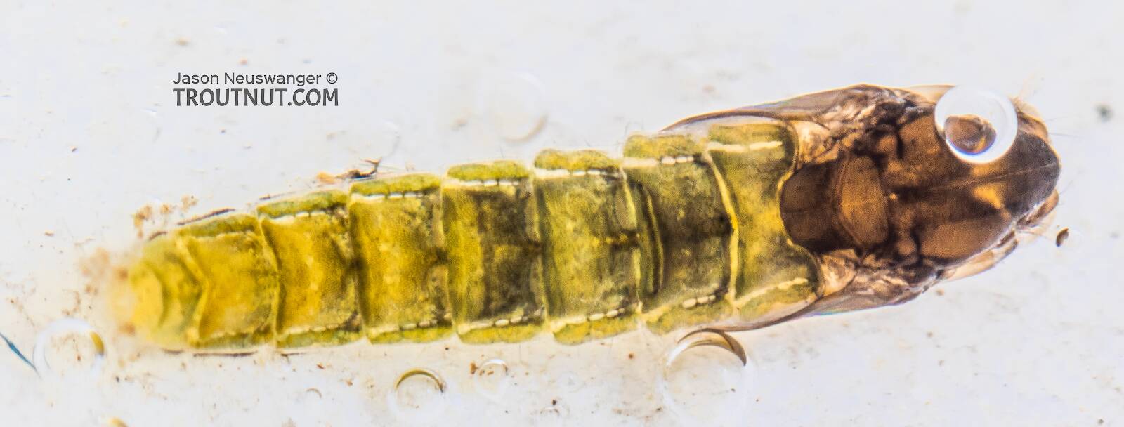 Chironomidae (Midge) True Fly Pupa Pictures