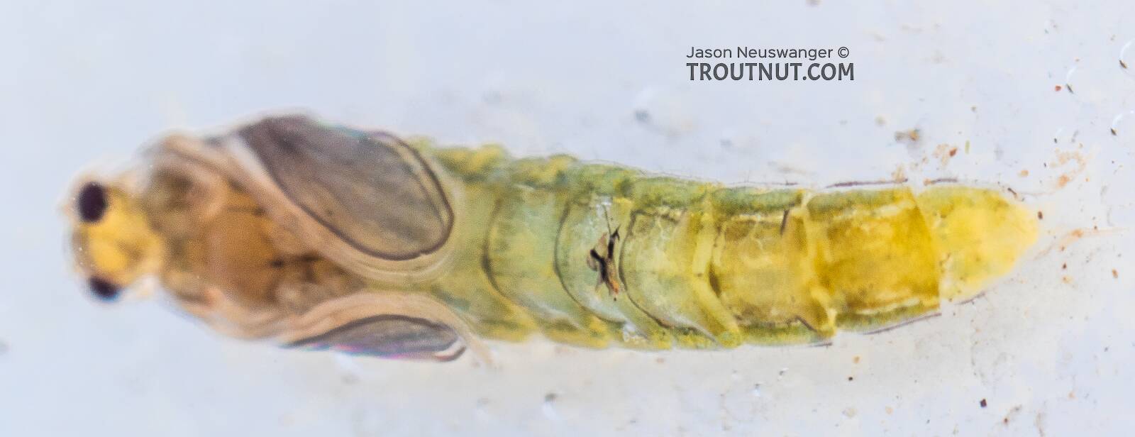 Chironomidae (Midge) True Fly Pupa Pictures