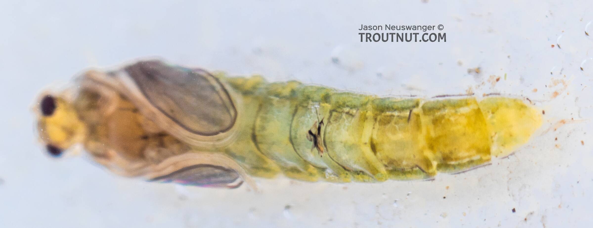 Chironomidae (Midge) True Fly Pupa Pictures