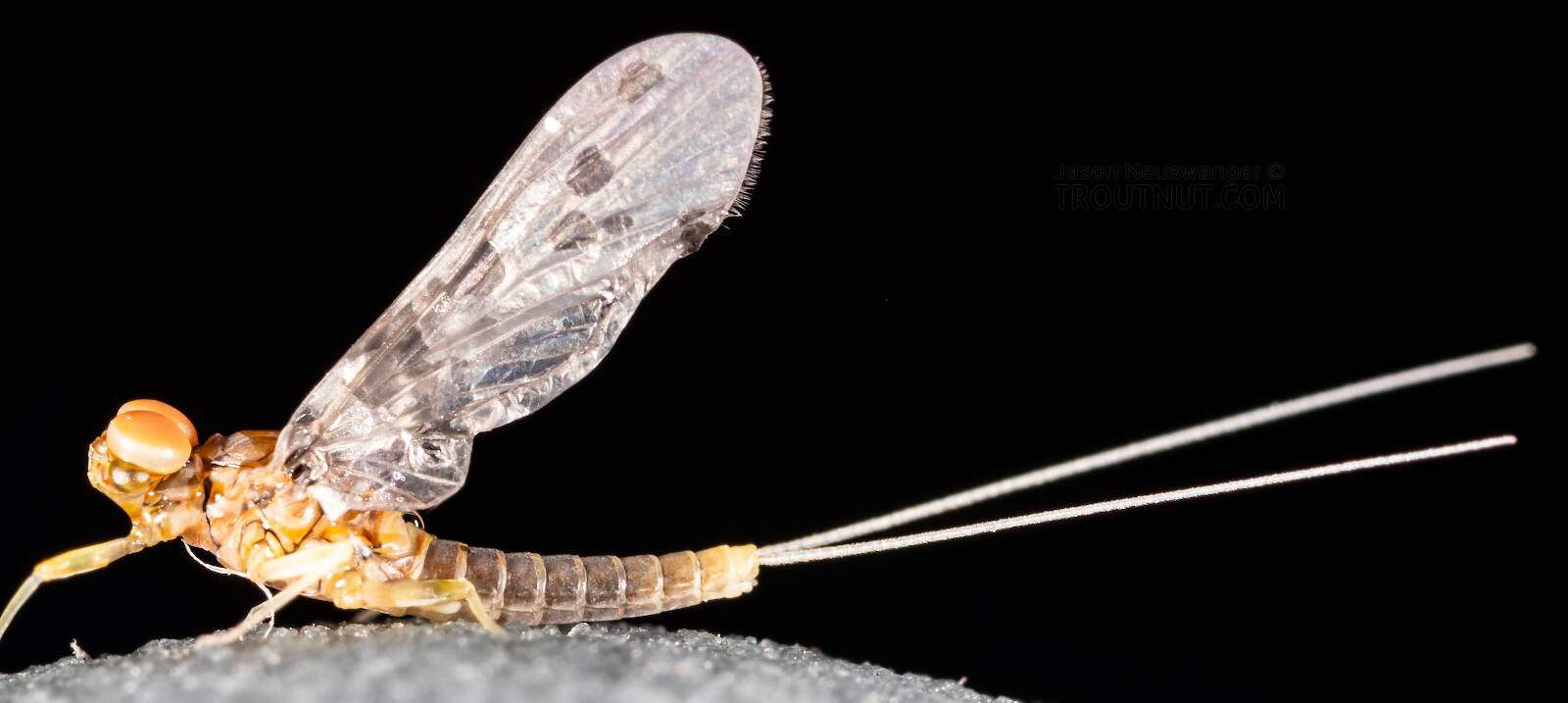 Male Acentrella insignificans (Tiny Blue-Winged Olive) Mayfly Dun Pictures