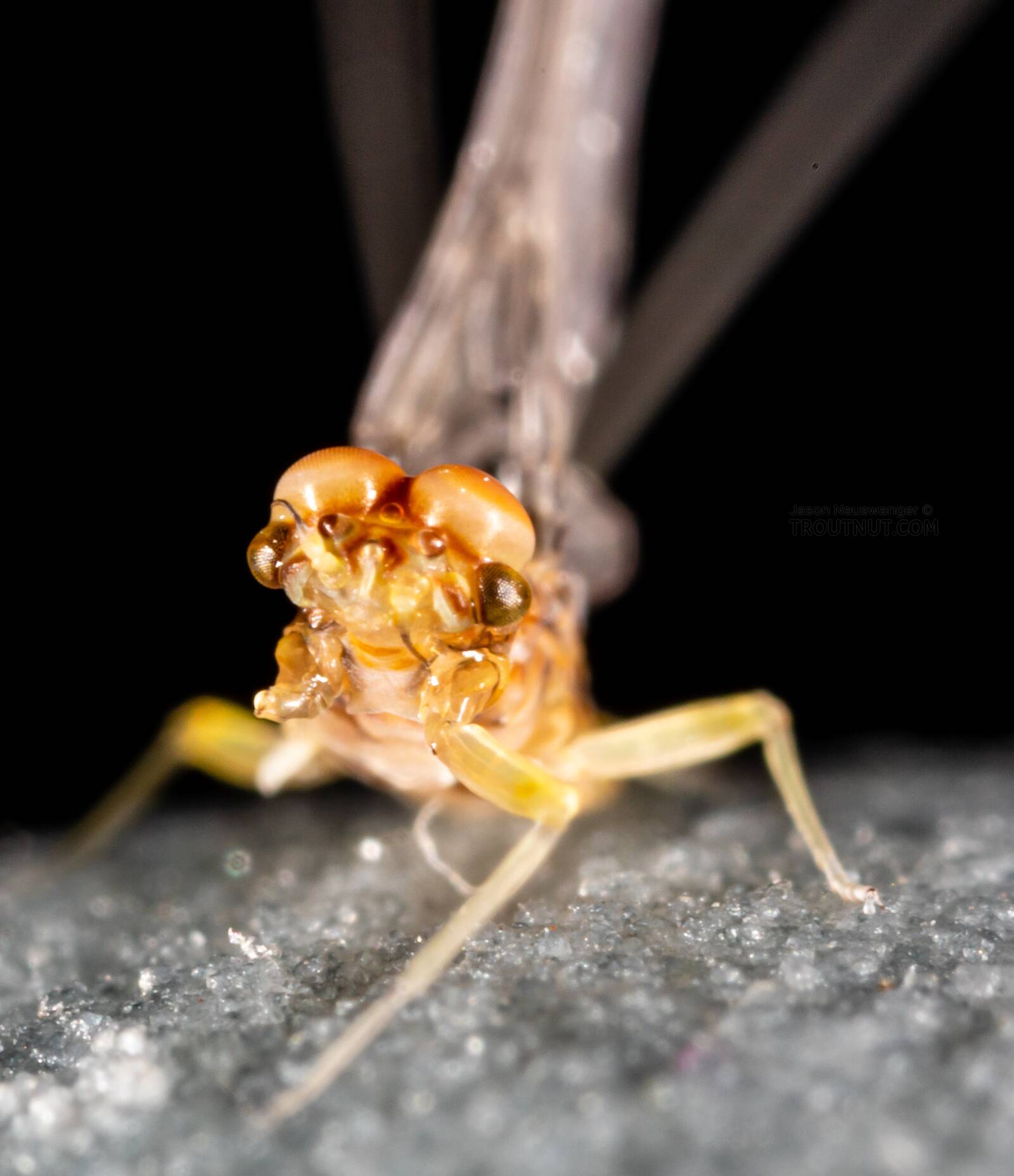 Male Acentrella insignificans (Tiny Blue-Winged Olive) Mayfly Dun Pictures