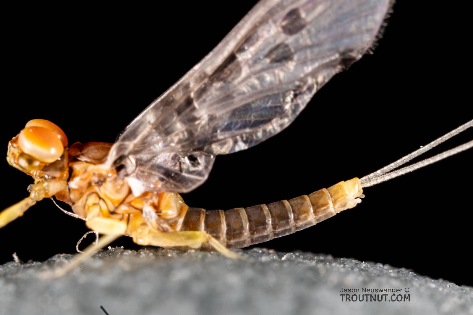 Male Acentrella insignificans (Tiny Blue-Winged Olive) Mayfly Dun Pictures