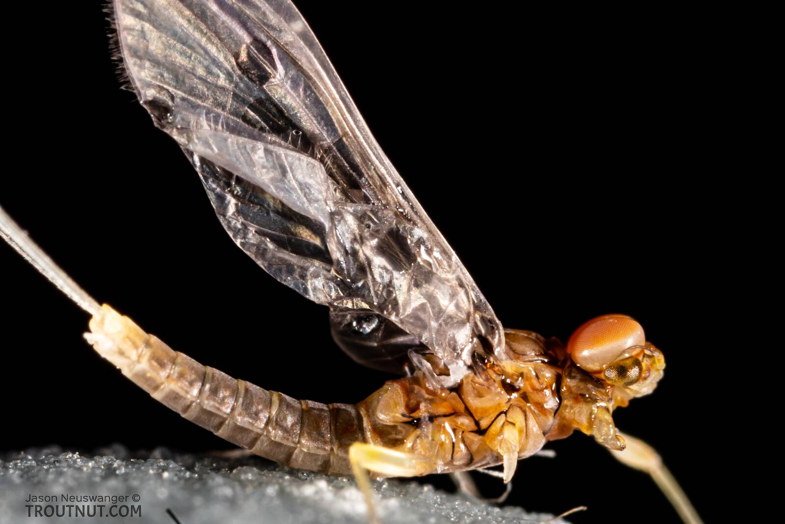Male Acentrella insignificans (Tiny Blue-Winged Olive) Mayfly Dun Pictures