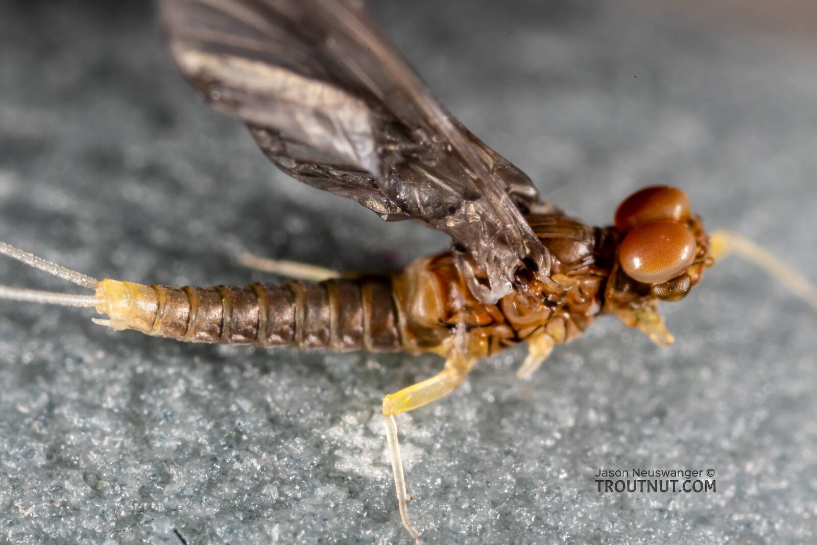 Male Acentrella insignificans (Tiny Blue-Winged Olive) Mayfly Dun Pictures