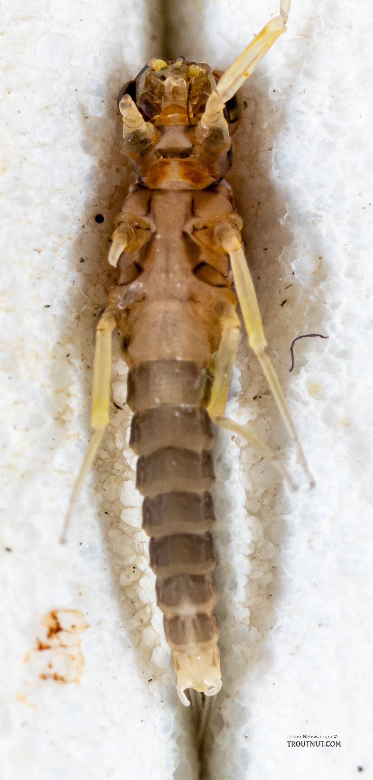 Male Acentrella insignificans (Tiny Blue-Winged Olive) Mayfly Dun Pictures