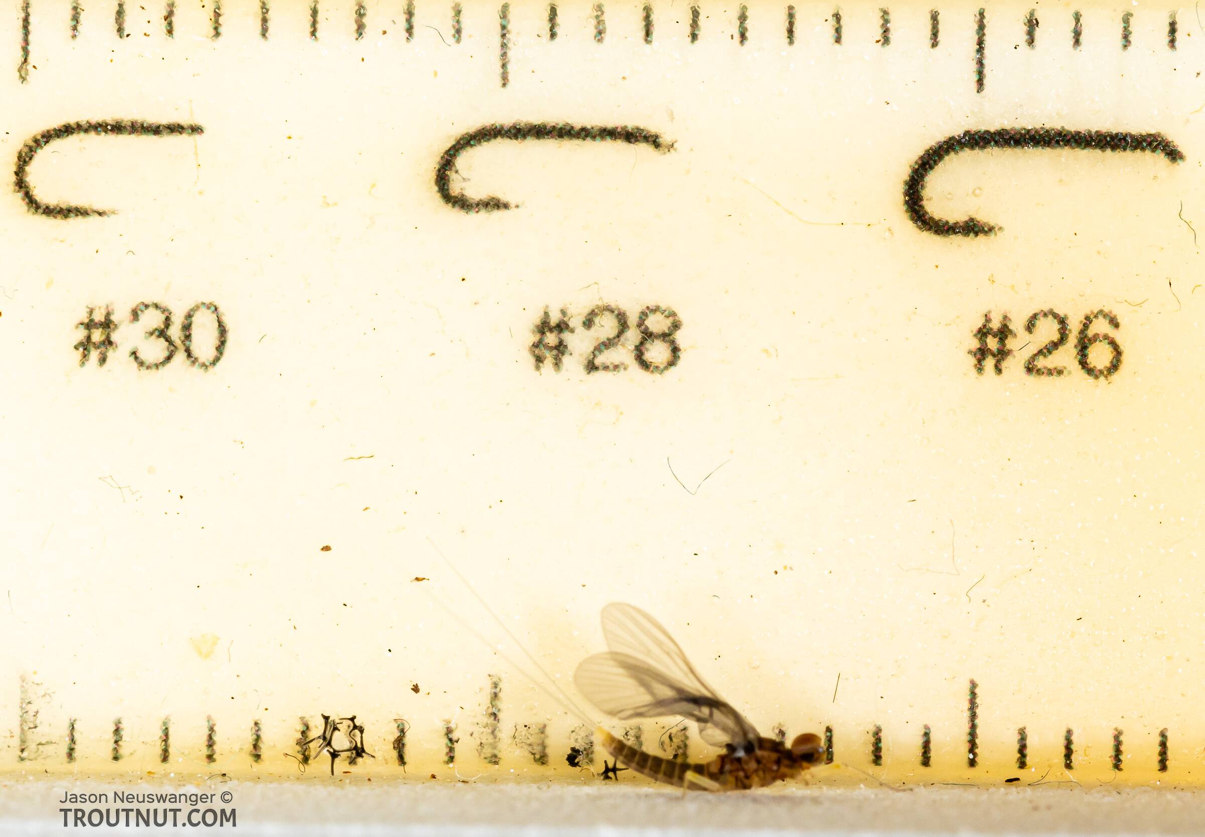 Male Acentrella insignificans (Tiny Blue-Winged Olive) Mayfly Dun Pictures