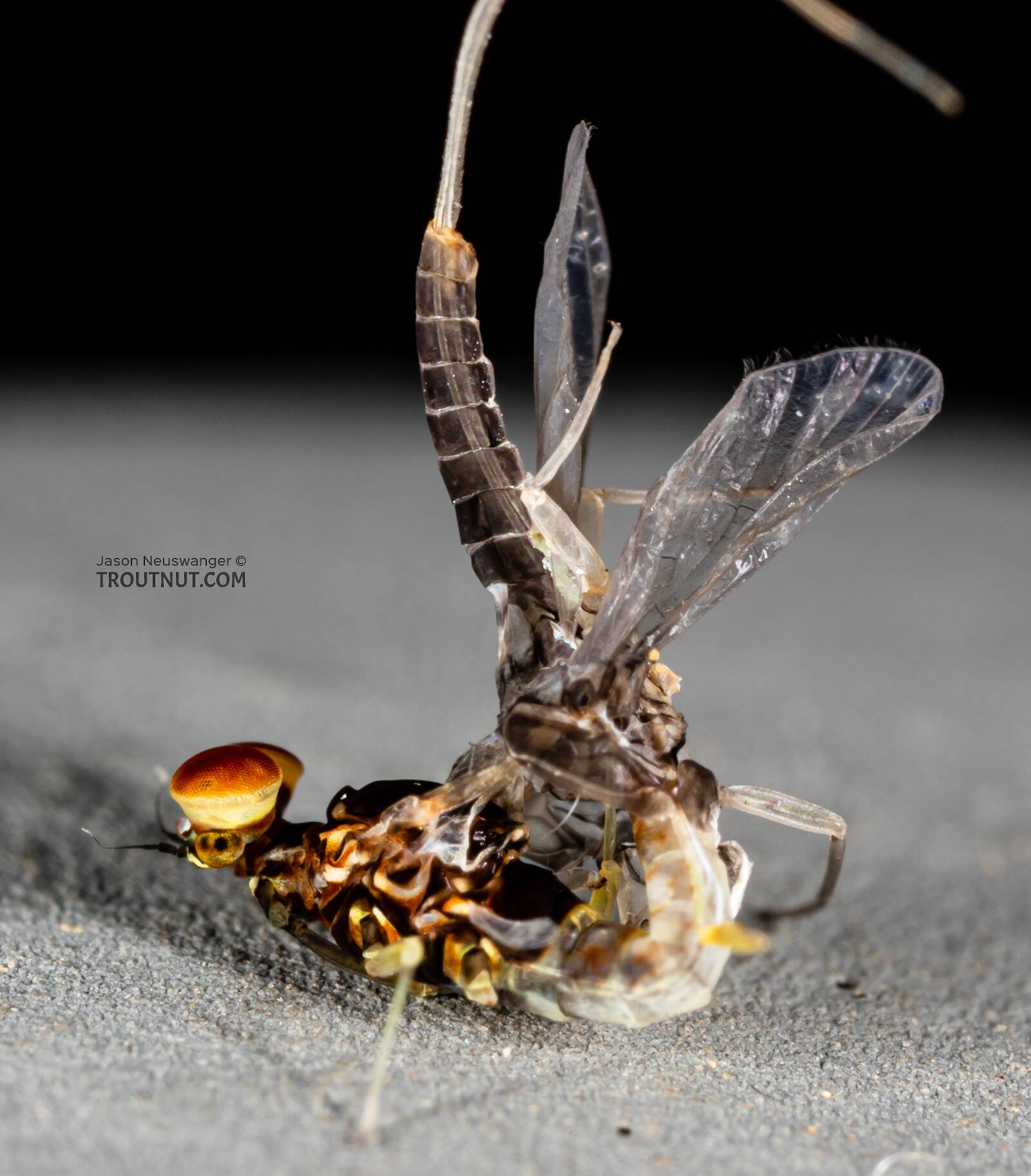 Male Acentrella insignificans (Tiny Blue-Winged Olive) Mayfly Dun Pictures