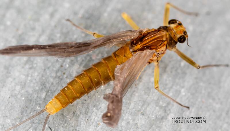 Female Baetis tricaudatus (Blue-Winged Olive) Mayfly Dun Pictures