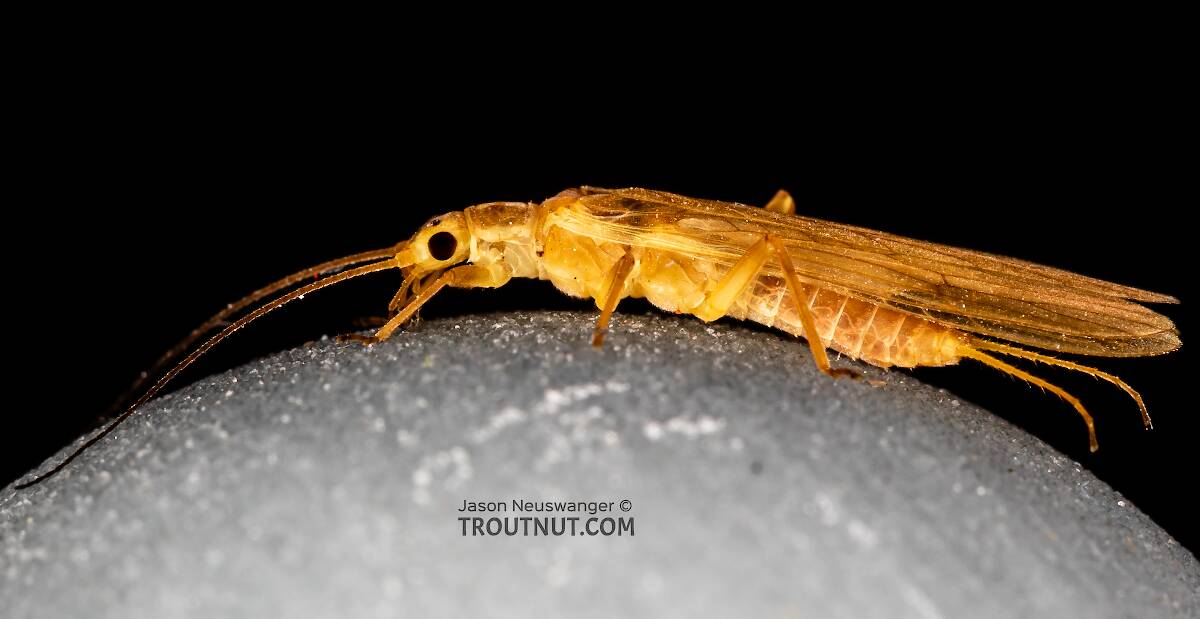 Stonefly Genus Isoperla (Stripetails and Yellow Stones)