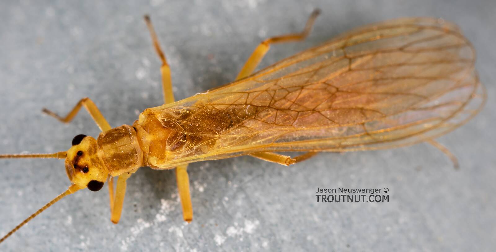 Female Isoperla fusca (Yellow Sally) Stonefly Adult Pictures