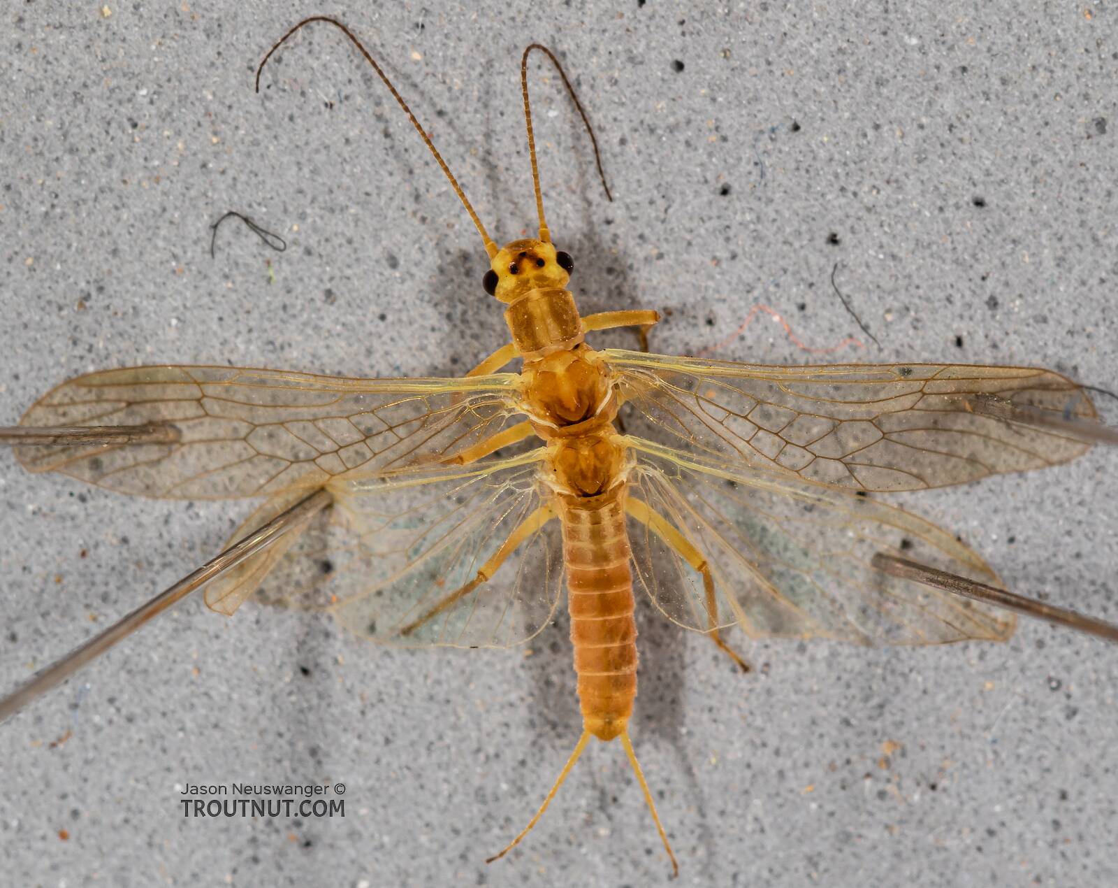 Female Isoperla fusca (Yellow Sally) Stonefly Adult Pictures