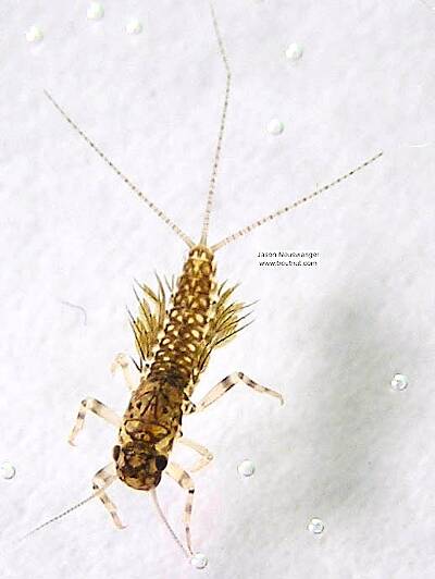 Leptophlebia cupida (Black Quill) Mayfly Nymph Pictures