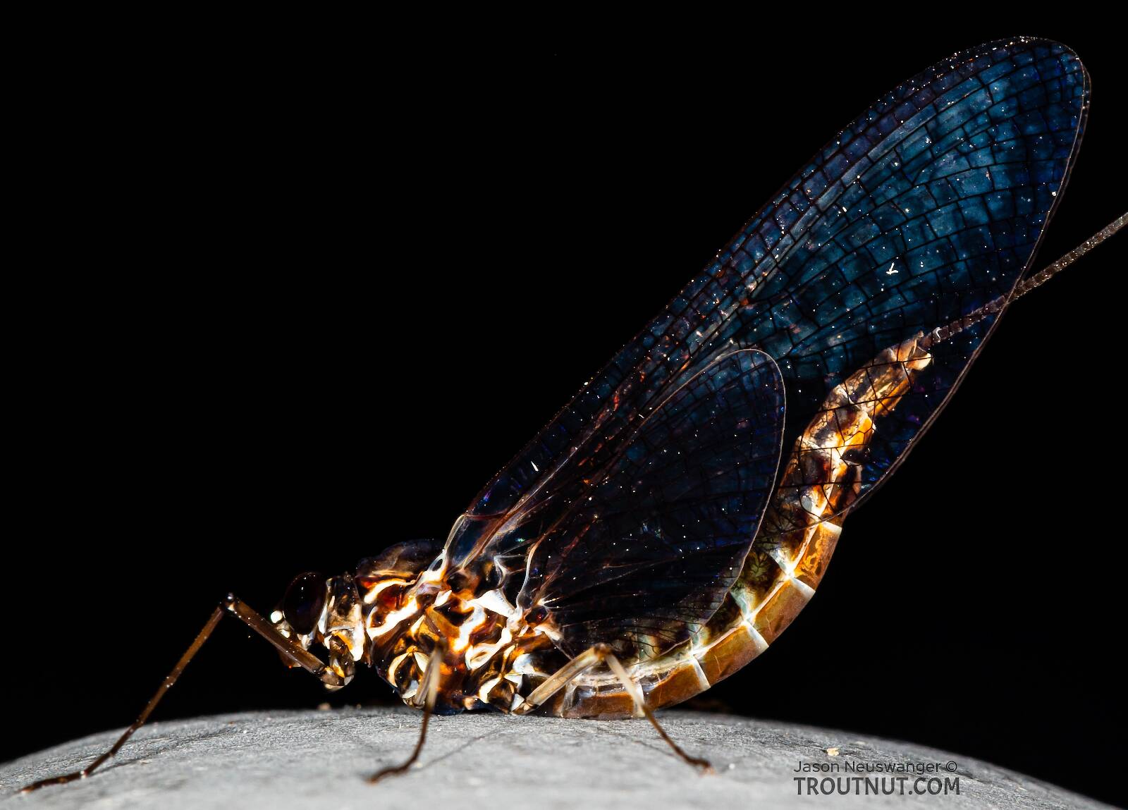 Female Siphlonurus autumnalis (Gray Drake) Mayfly Spinner Pictures