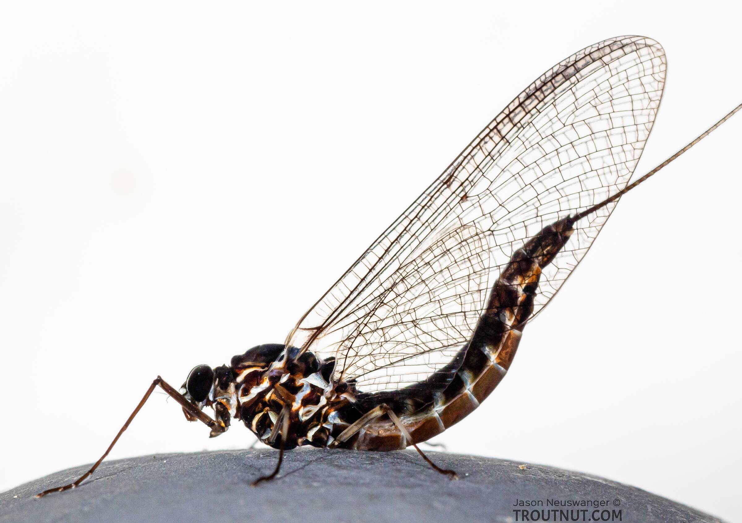 Female Siphlonurus autumnalis (Gray Drake) Mayfly Spinner Pictures