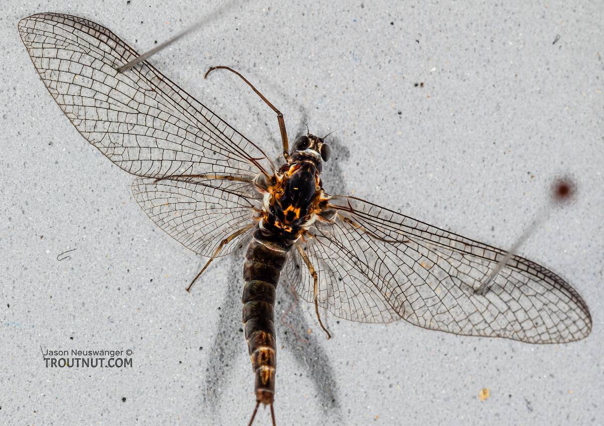 Female Siphlonurus autumnalis (Gray Drake) Mayfly Spinner Pictures