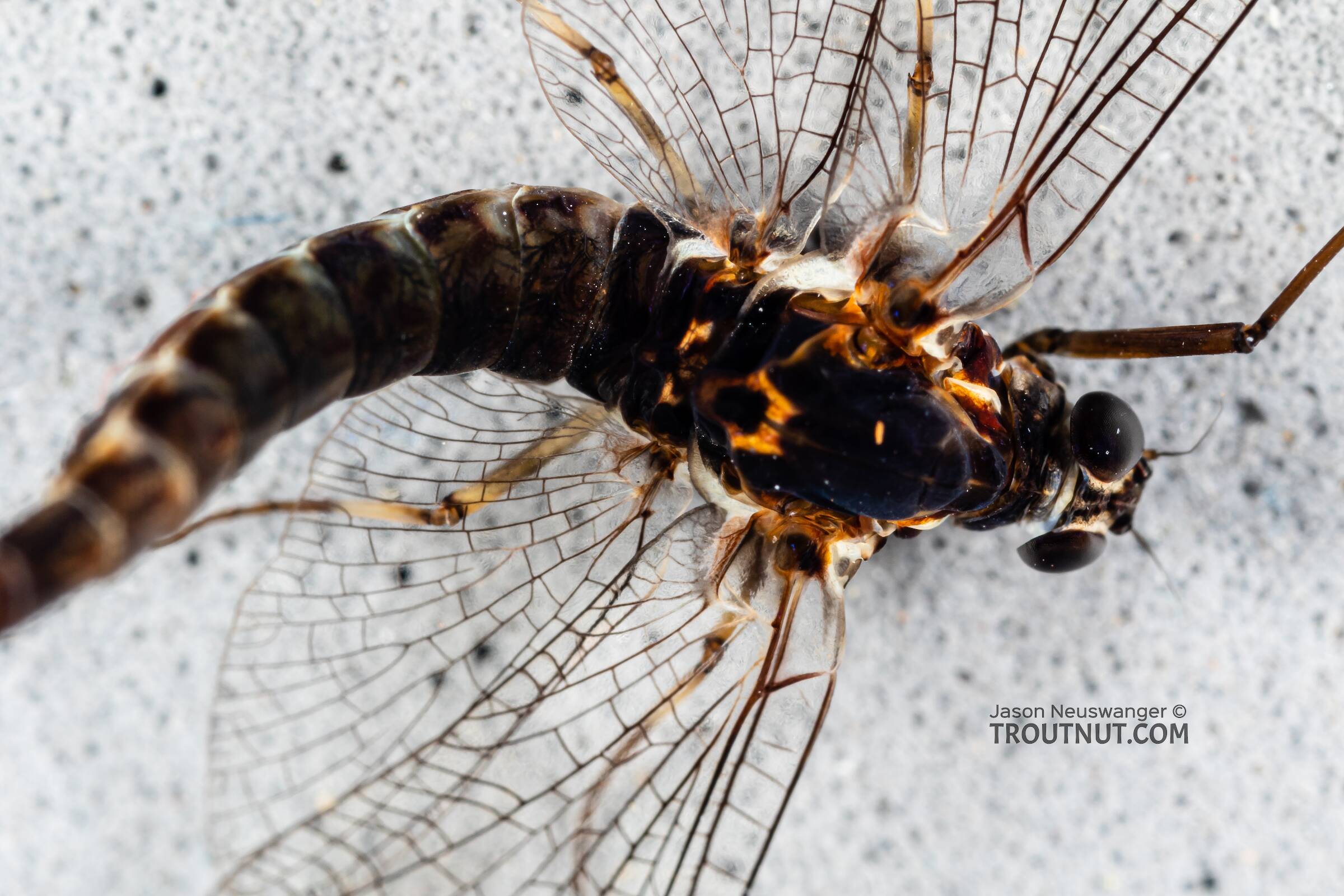 Female Siphlonurus autumnalis (Gray Drake) Mayfly Spinner Pictures