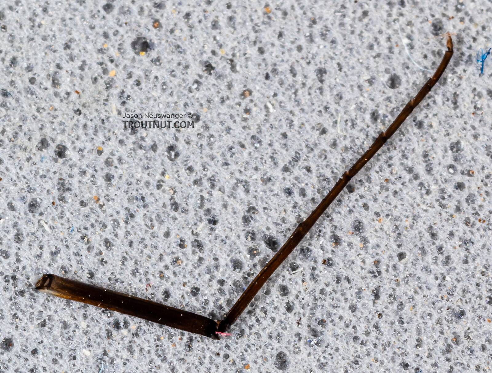 Female Siphlonurus autumnalis (Gray Drake) Mayfly Spinner Pictures