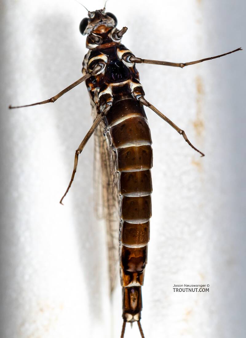 Female Siphlonurus autumnalis (Gray Drake) Mayfly Spinner Pictures
