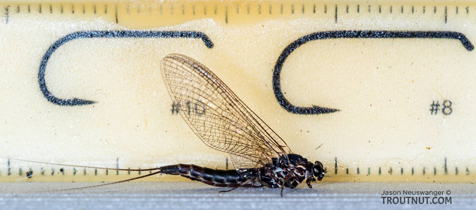 Female Siphlonurus autumnalis (Gray Drake) Mayfly Spinner Pictures